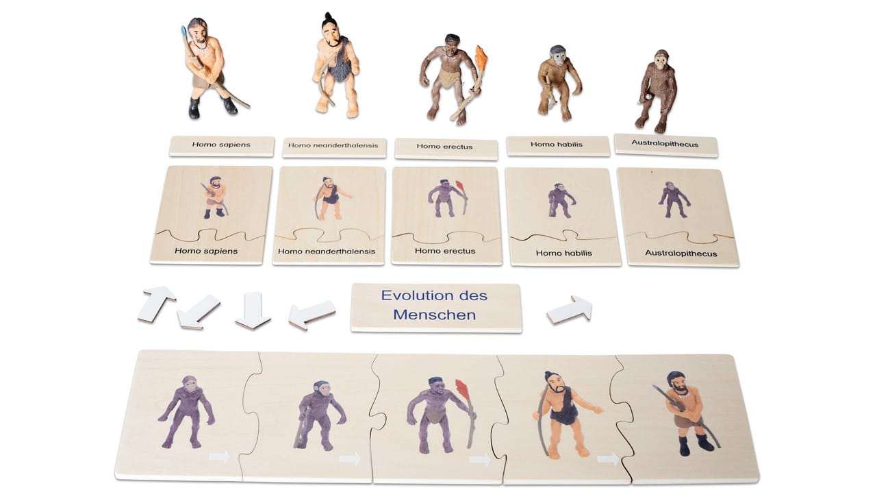 Evolution des Menschen | Kigata